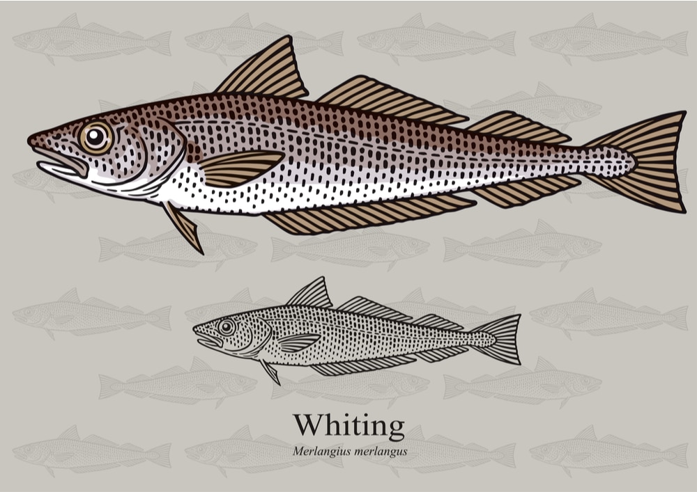 Does whiting have a fishy taste?