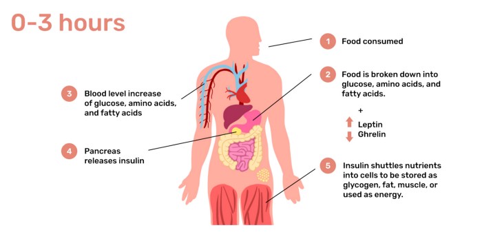 Does your body break down protein before fat?