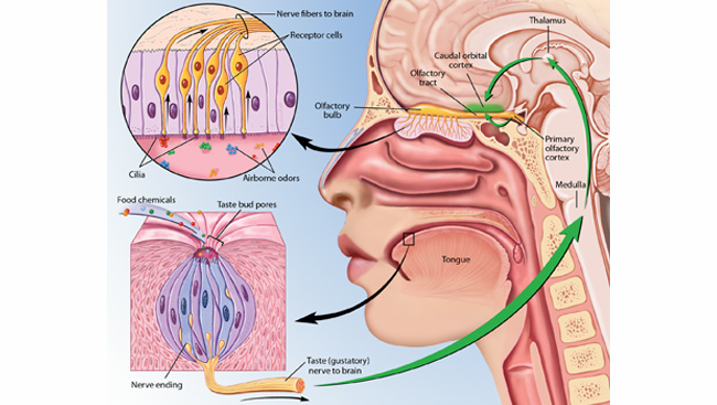 Does your sense of smell affect taste?