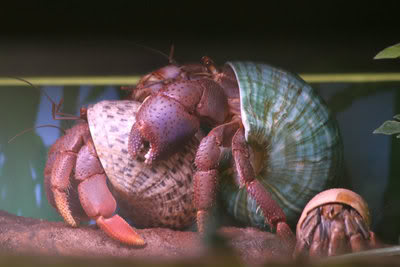 Has anyone bred hermit crabs?