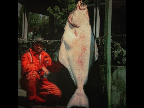 Have halibut killed people?