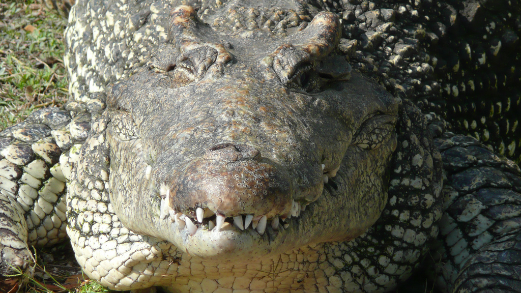 How are alligators immortal?