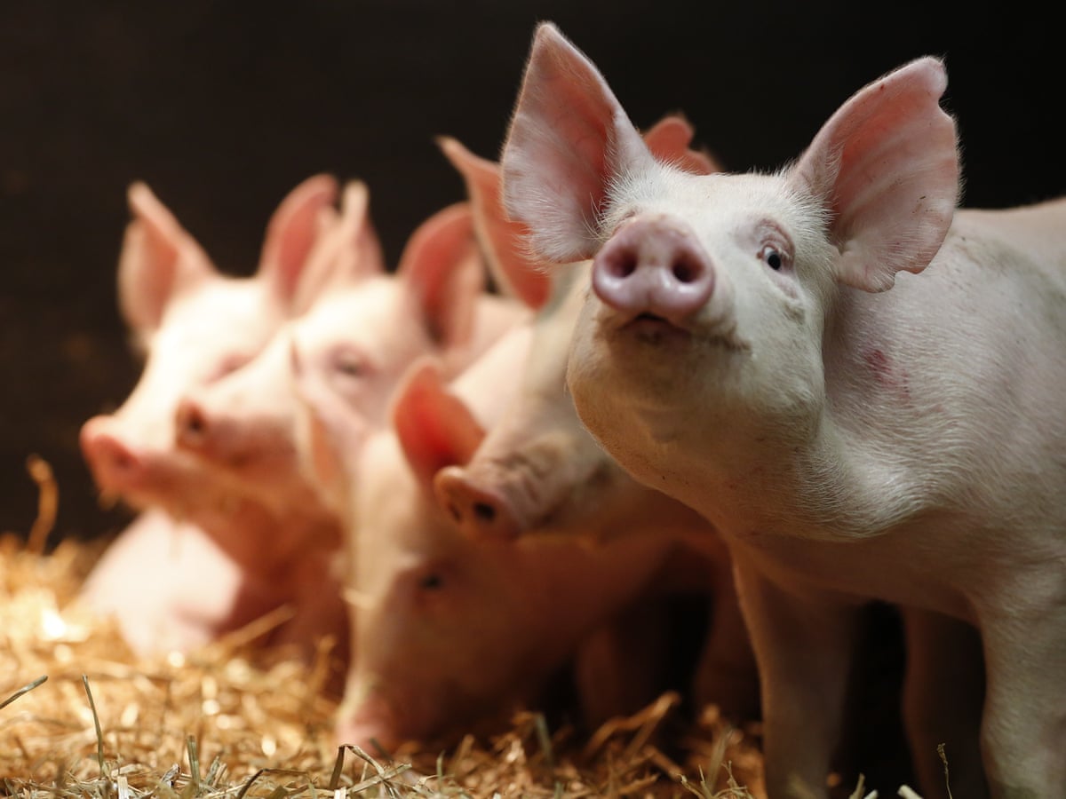 How are animals genetically modified?