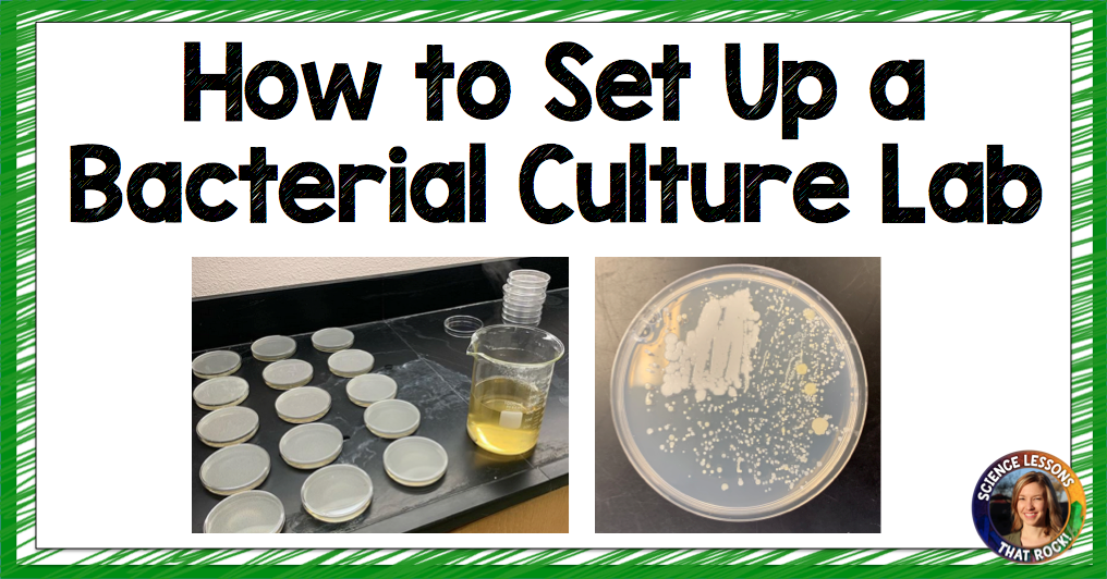 How are bacteria cultured in the laboratory?