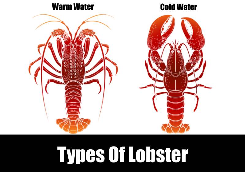 How are Caribbean spiny lobsters different from Maine lobsters?