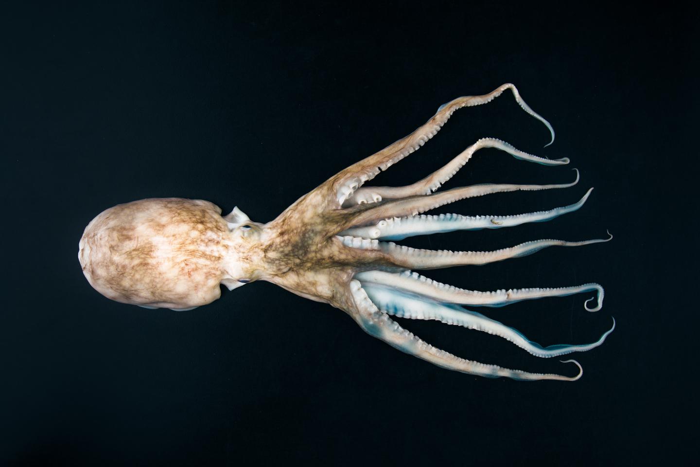 How are cephalopods important to humans?