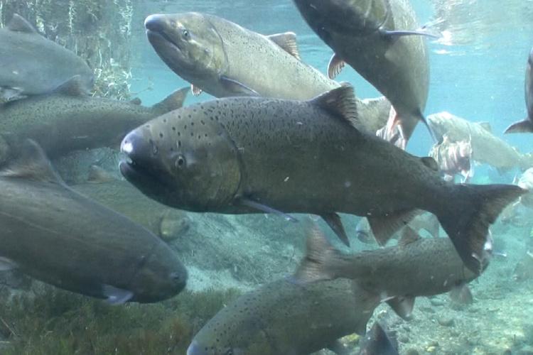 How are Chinook salmon being protected?