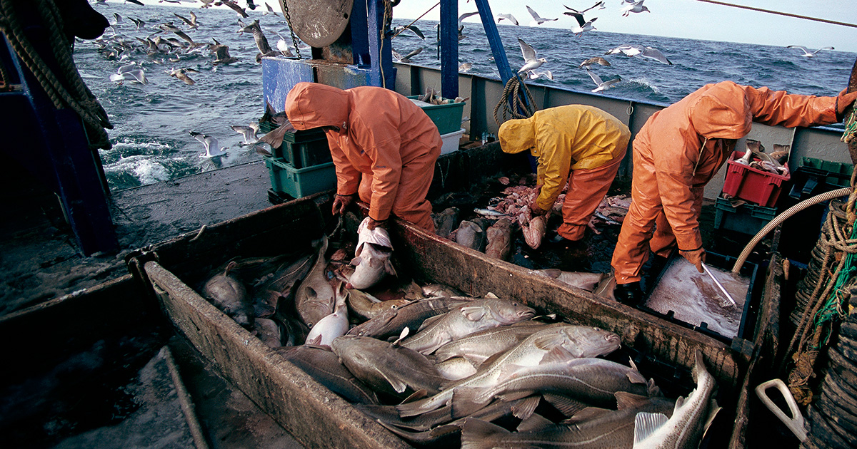 How are cod caught commercially?