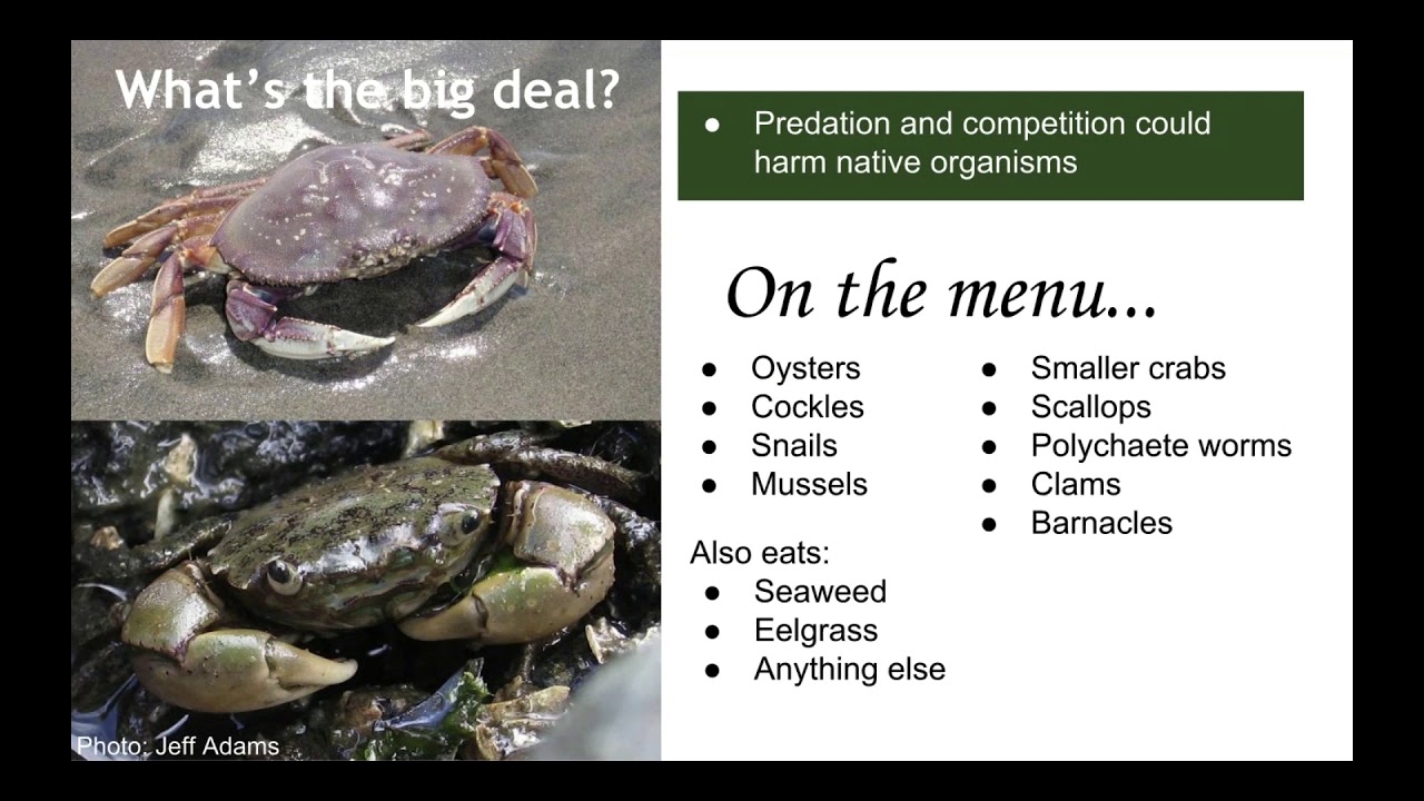 How are crabs beneficial to the environment?