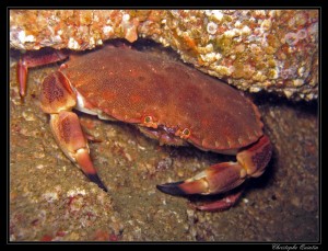How are crabs killed UK?