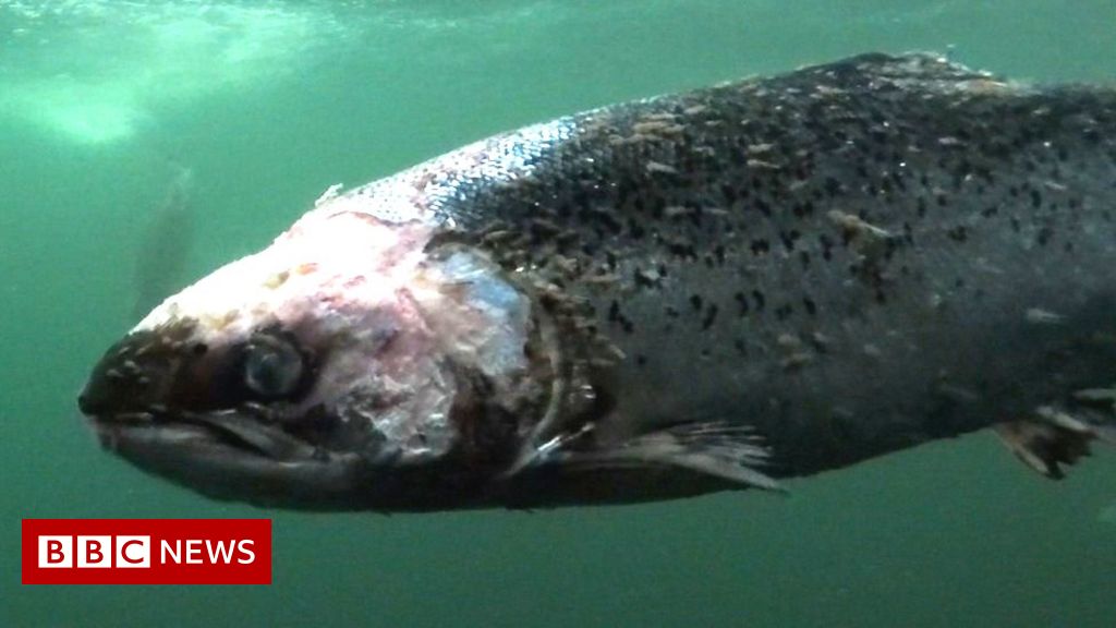 How are farmed salmon killed UK?