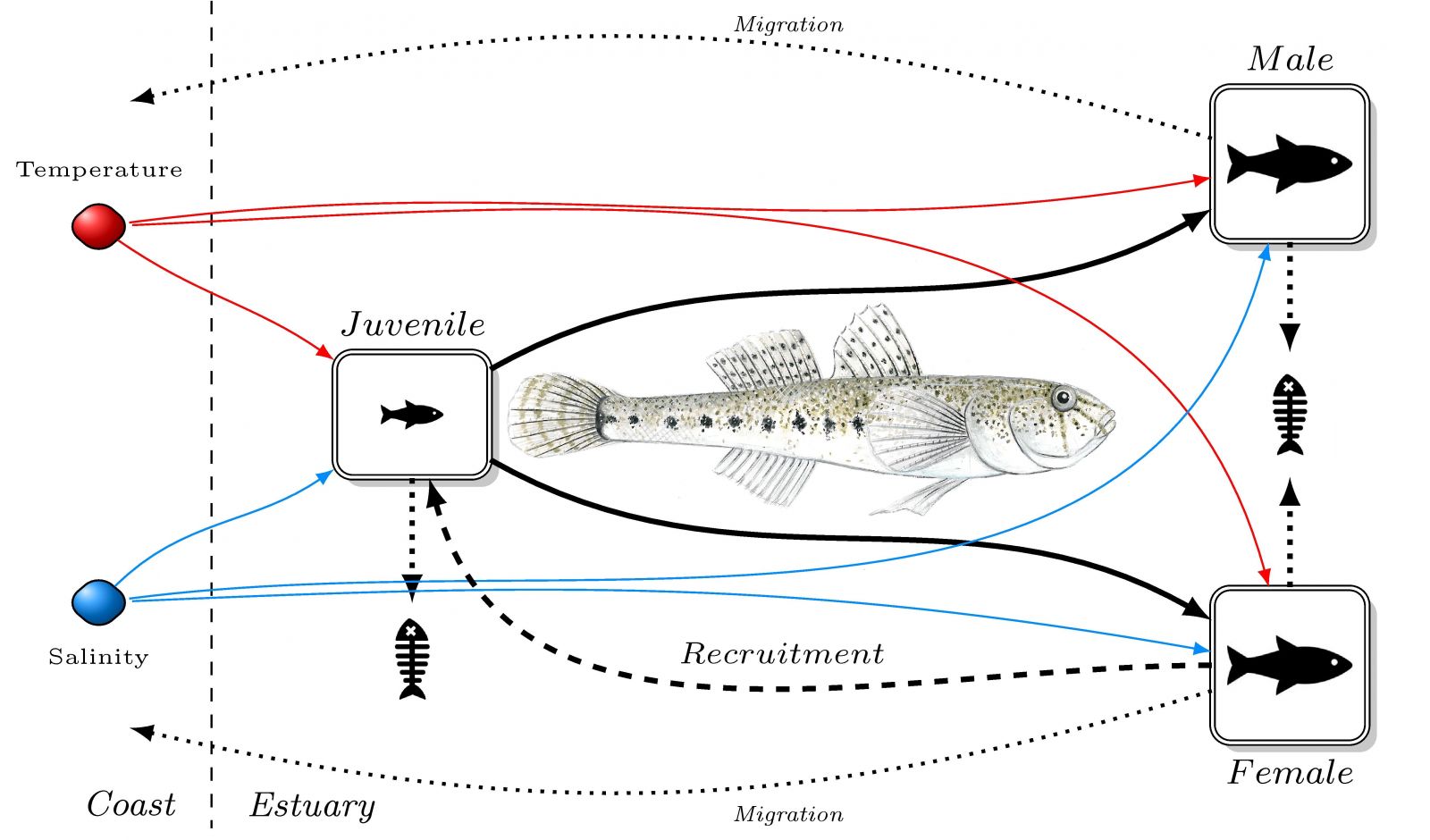 How are fish being affected by climate change?