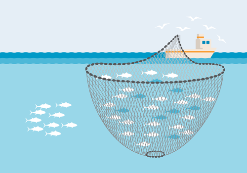 How are fish caught commercially?