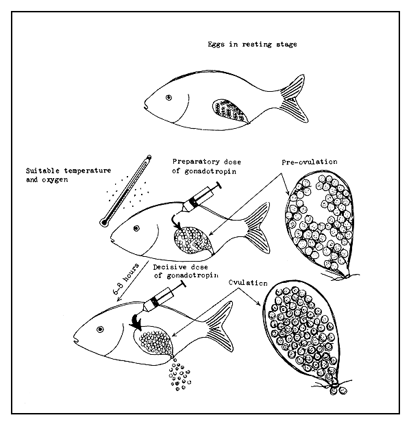 How are fish eggs fertilized?