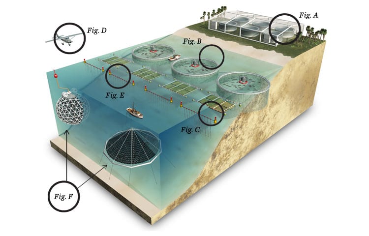 How are fish farmed in USA?