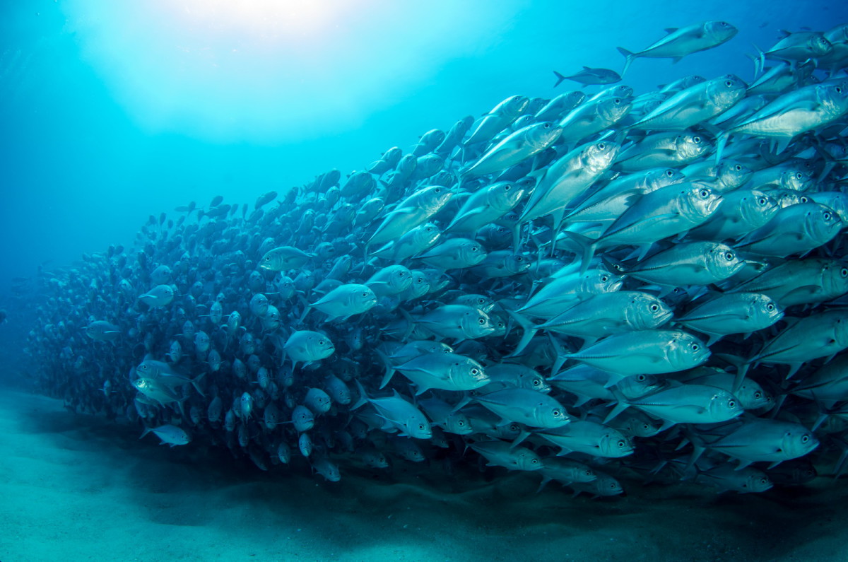 How are fish good for the environment?
