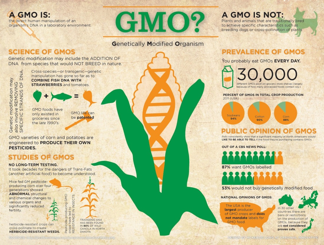 How are GMOs harmful?