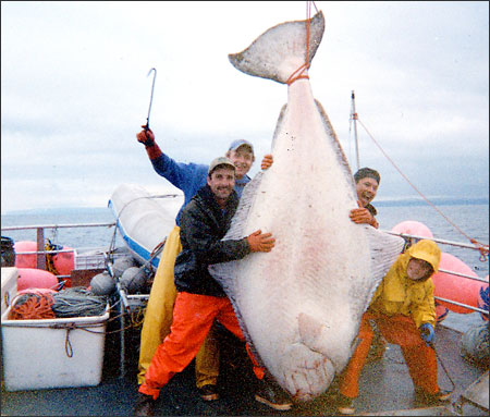 How are halibut caught commercially?