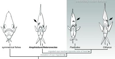 How are halibut eyes symmetrical?