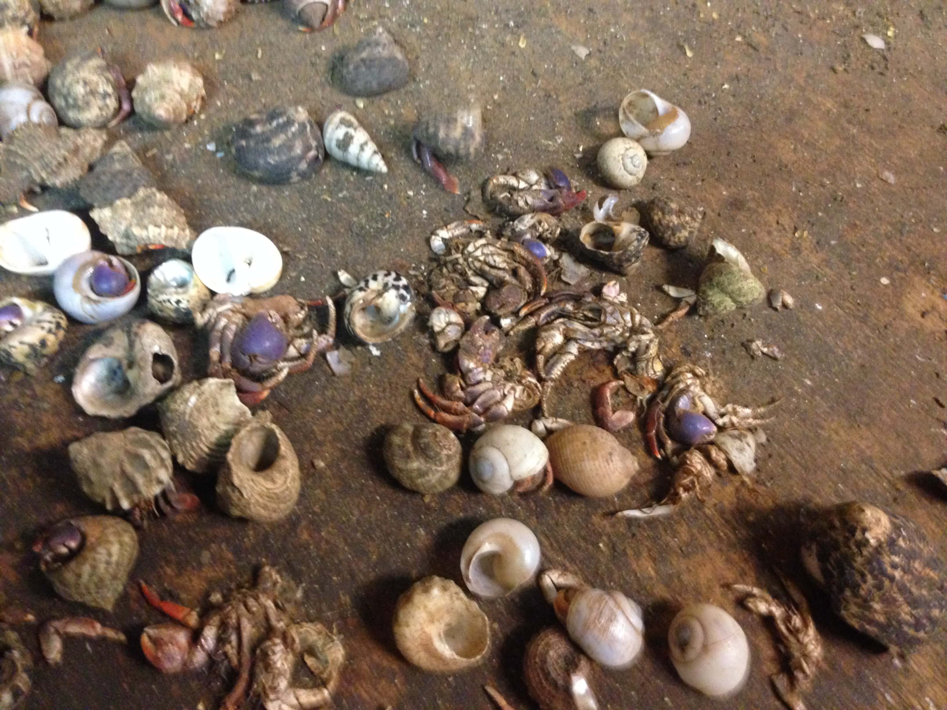 How are hermit crabs harvested?