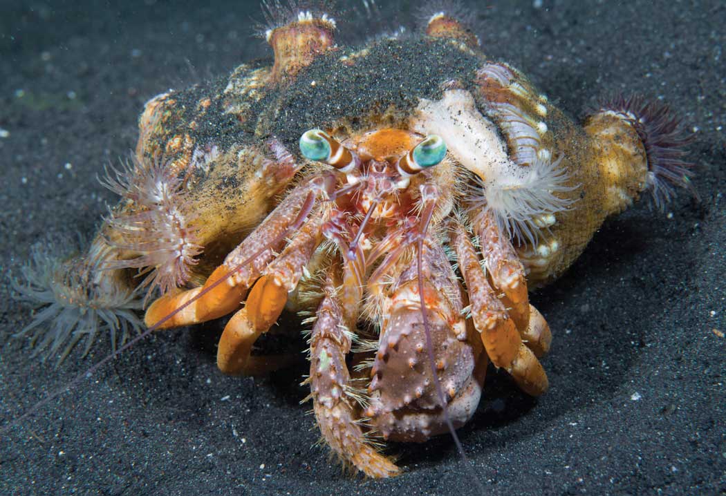 How are hermit crabs related to lobsters?