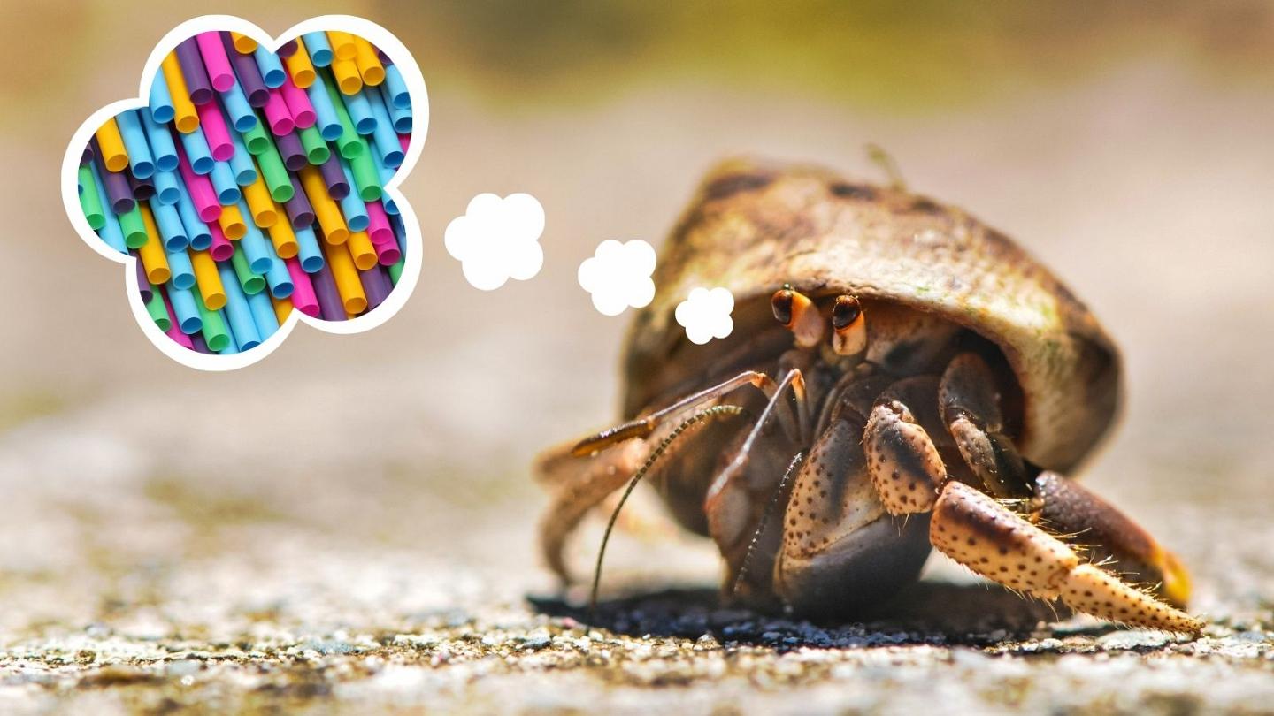 How are hermit crabs sourced?