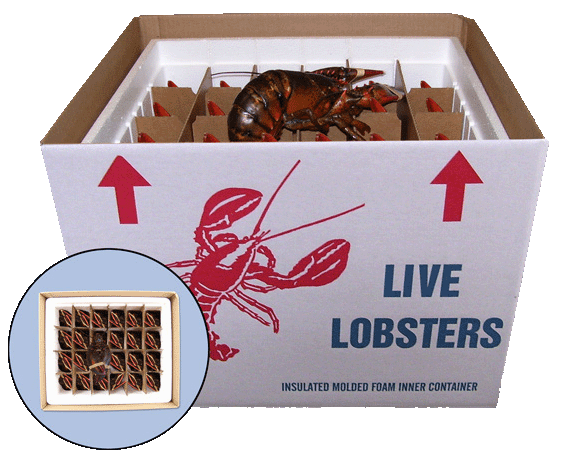 How are live lobsters packaged?