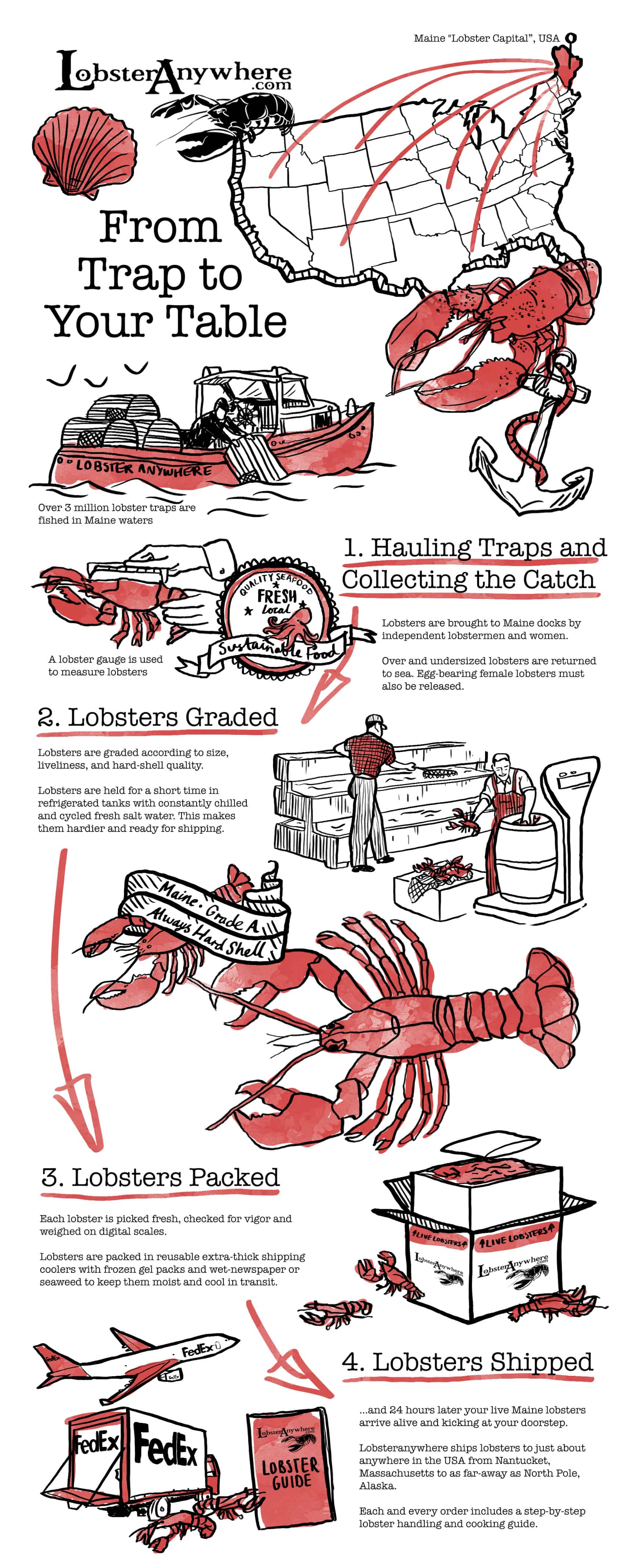 How are lobsters packed and shipped?