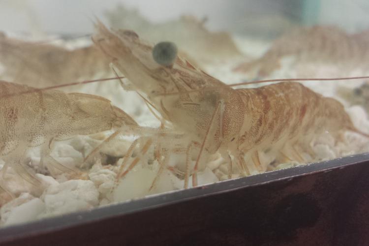 How are pink shrimp caught?