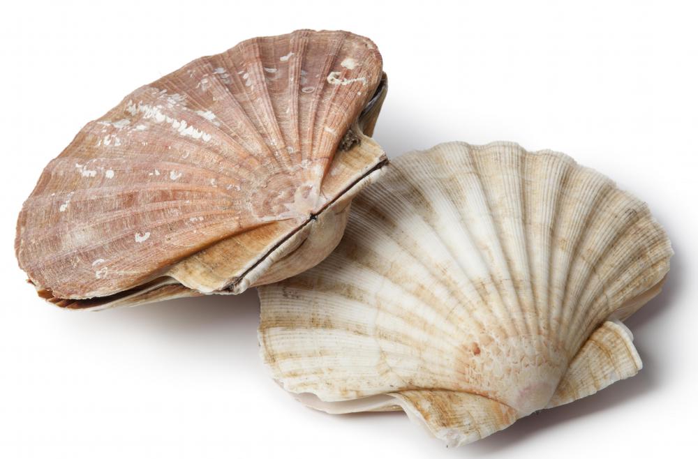 How are scallops different from other mollusks?
