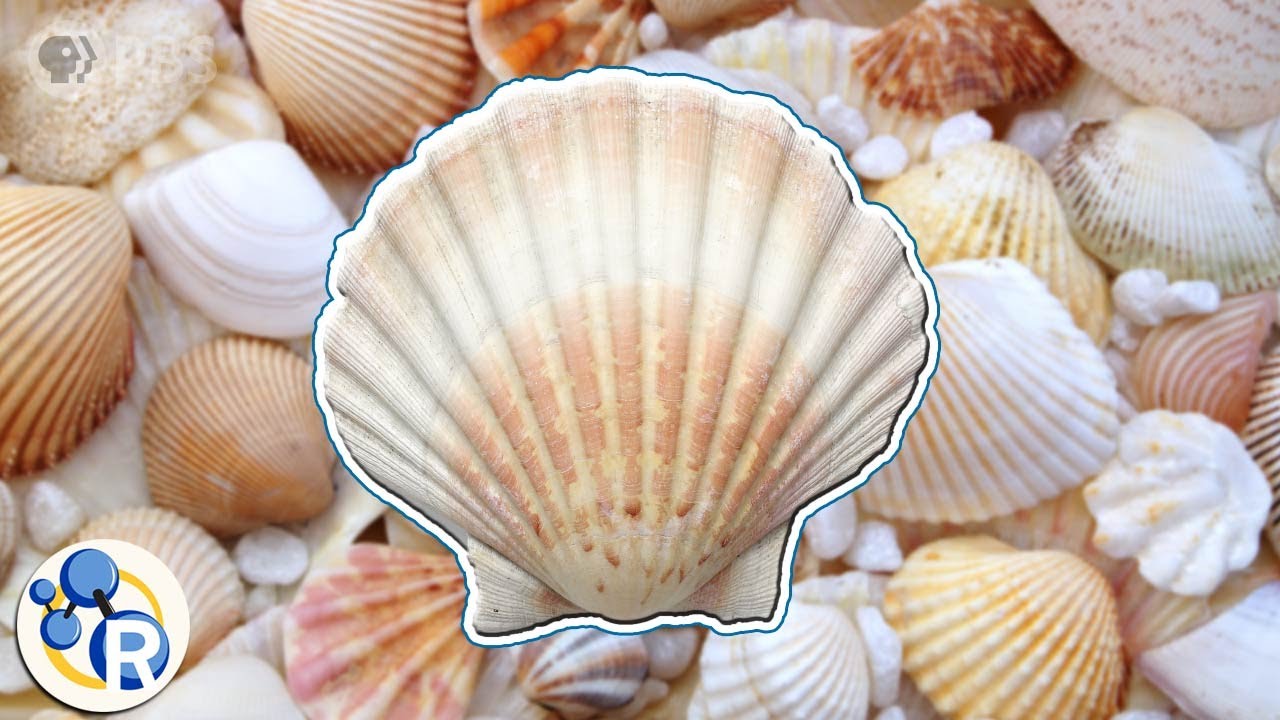 How are sea shells produced?
