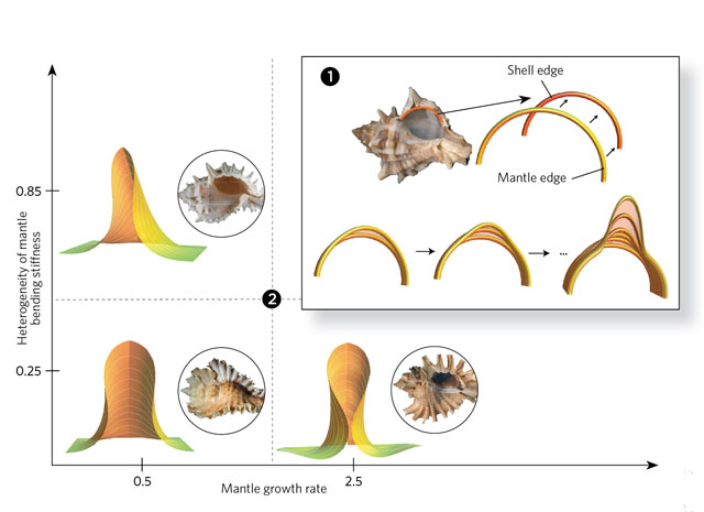 How are shells made in molluscs?