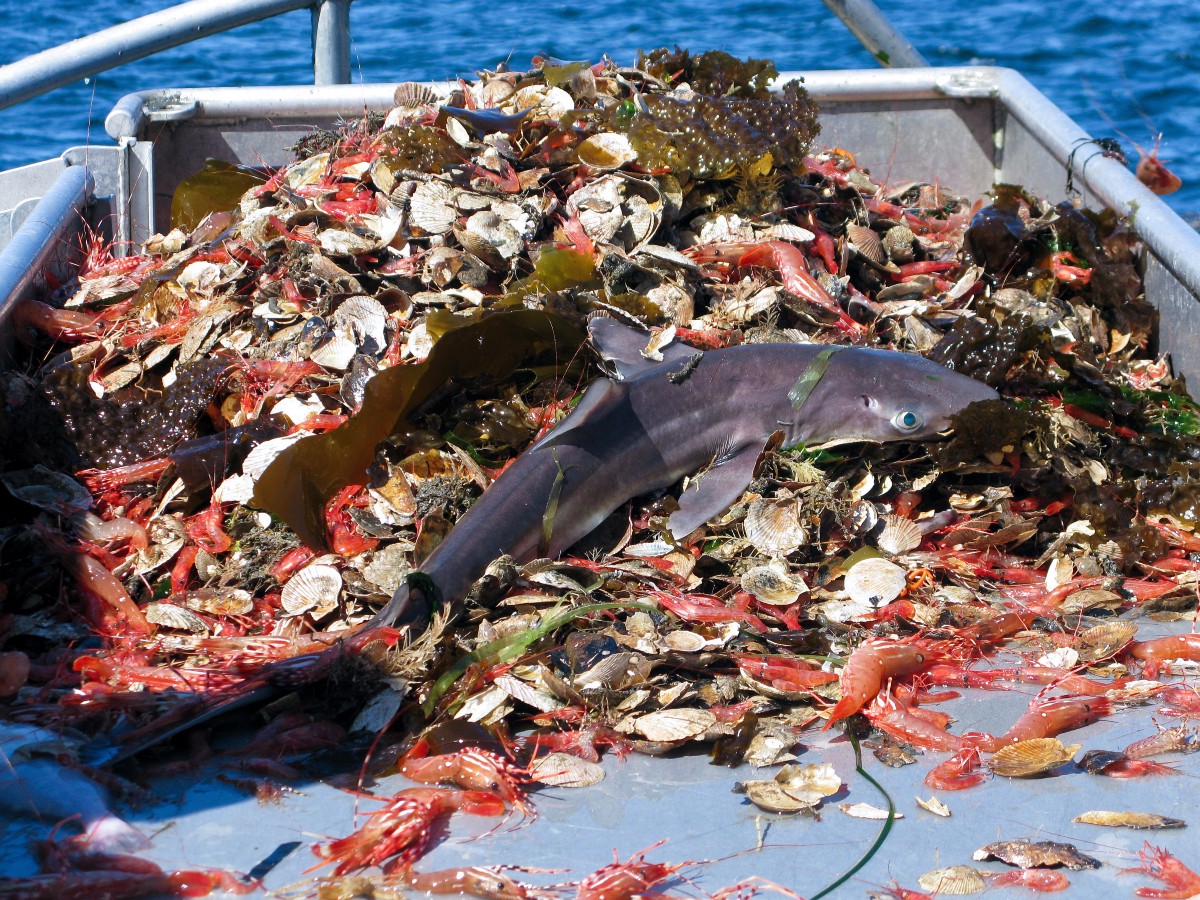 How are shrimp caught in the ocean?