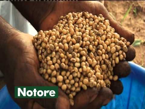 How are soybeans made?