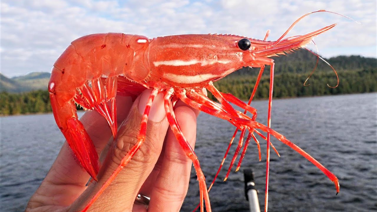 How are spot prawns caught?