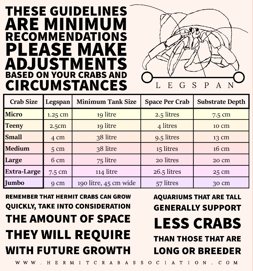 How big a tank does a hermit crab need?