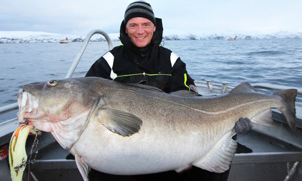 How big can cod fish grow?