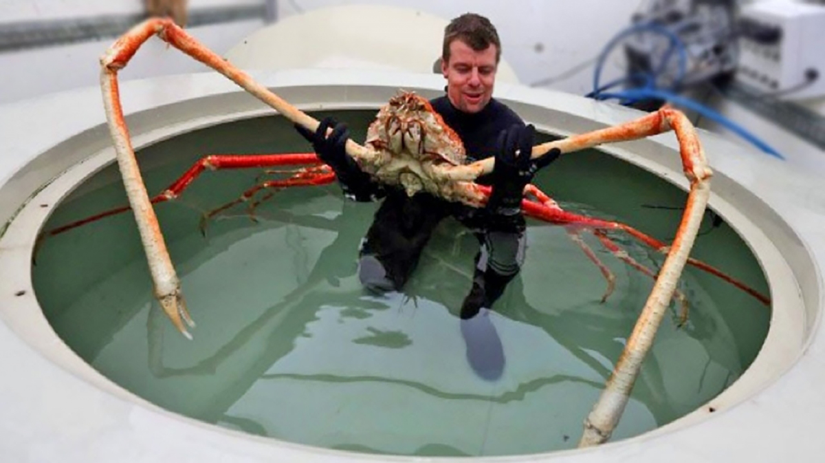 How big can giant spider crabs grow?
