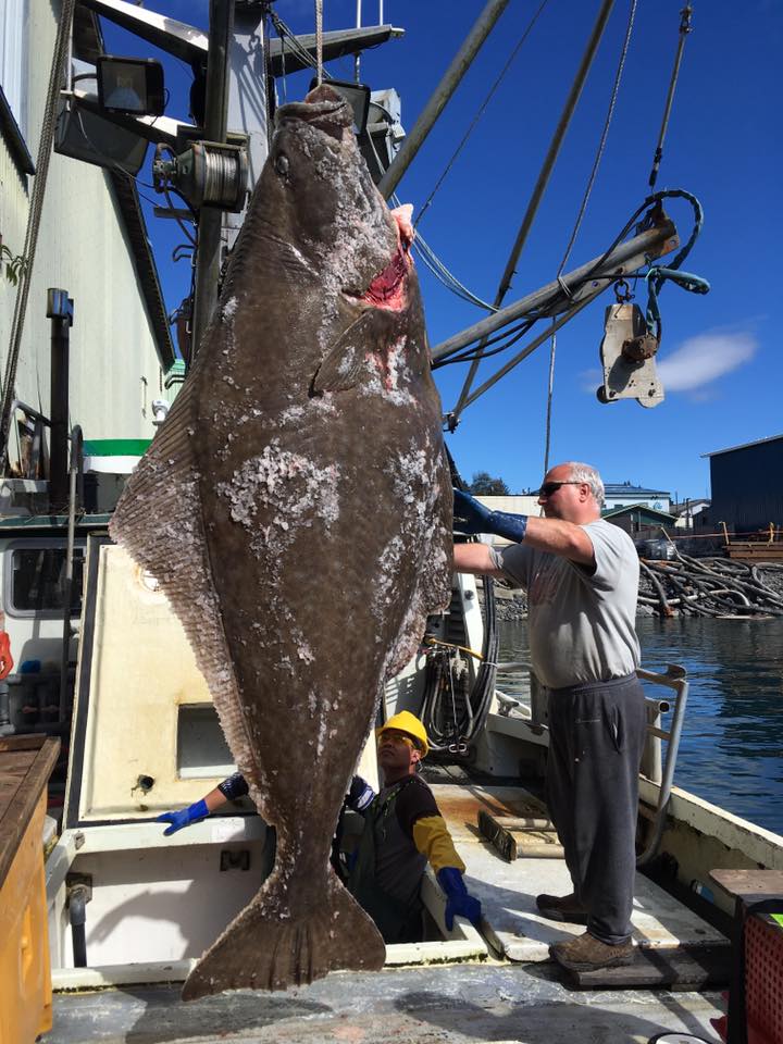 How big can halibut get in Alaska?