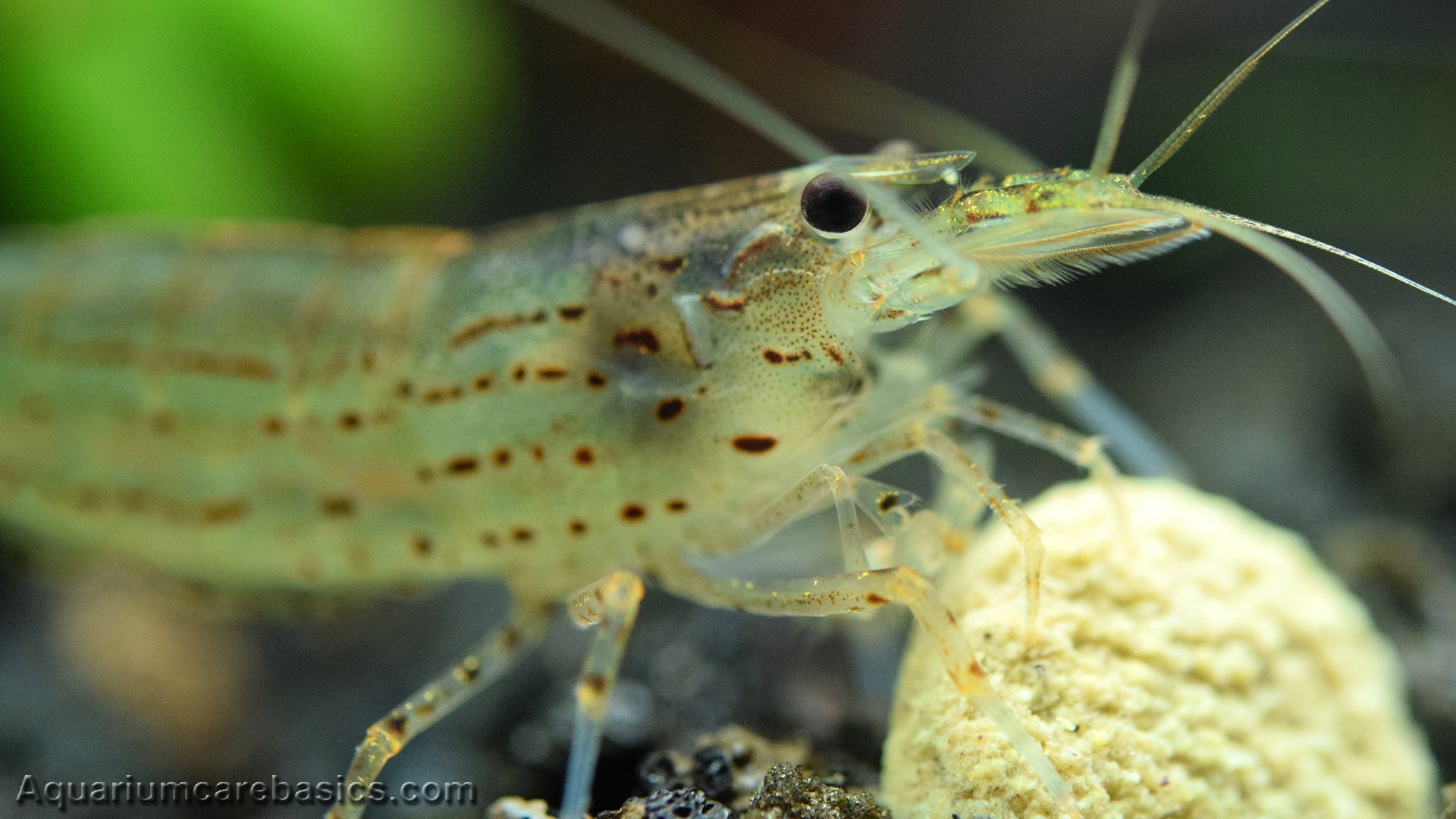 How big do Amano shrimp get?