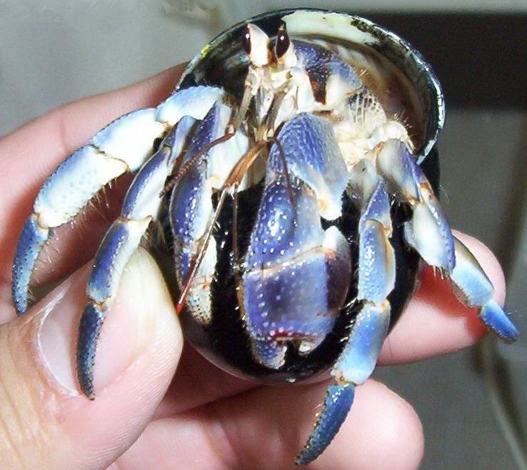 How big do blueberry hermit crabs get?