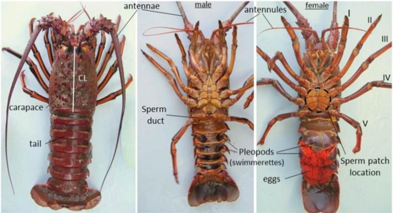 How big do California spiny lobsters get?