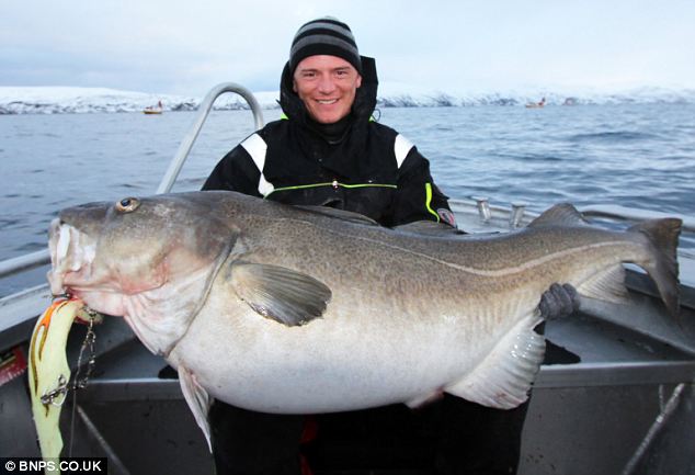 How big do cod fish grow?