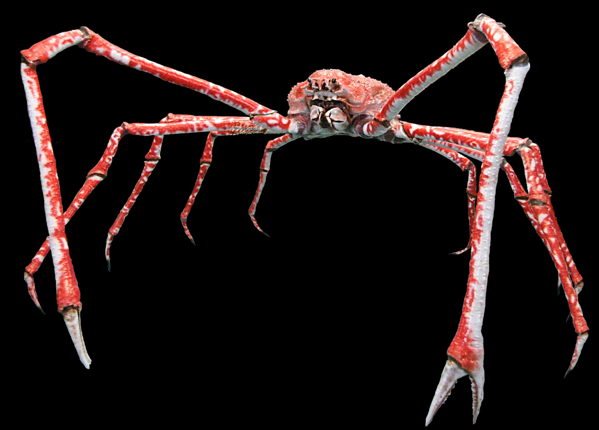 How big do giant spider crabs get?