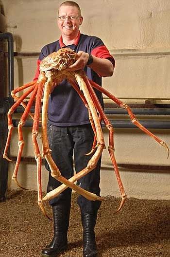 How big do king crabs get?