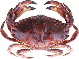 How big do red rock crabs have to be in BC?