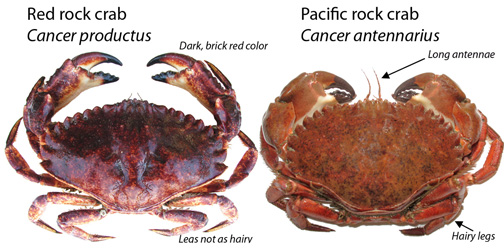 How big do red rock crabs have to be in Oregon?