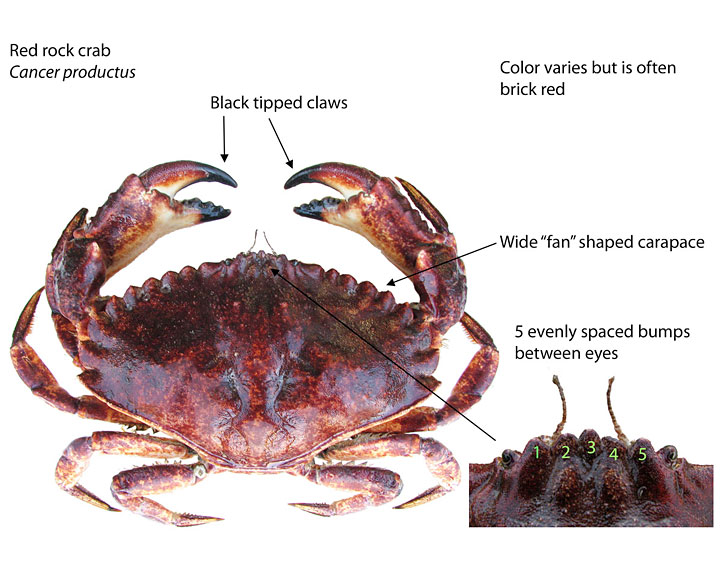 How big do red rock crabs have to be?