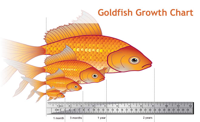 How big is a 1 year old goldfish?