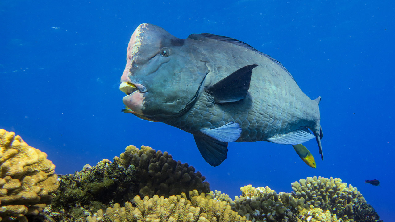 How big is a bump head parrot fish?